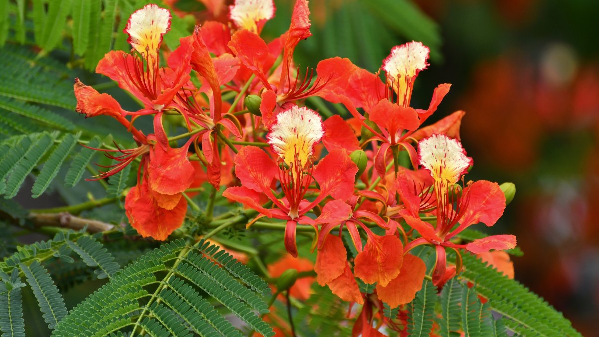 Tổng hợp 50+ hình ảnh hoa phượng đẹp gắn liền với mùa hè